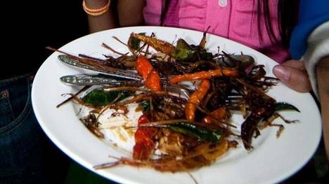 Insectos, el alimento del futuro – eju.tv