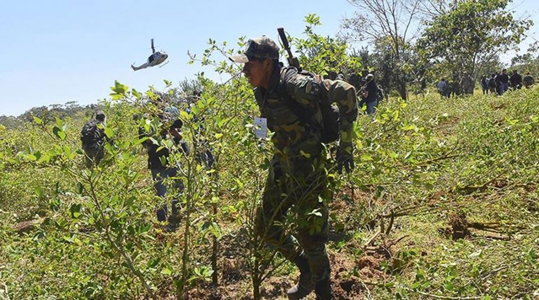 El Gobierno reconoce que está suspendida la erradicación de coca, por ... El Gobierno reconoce que está suspendida la erradicación de coca, por ...