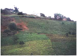 El cultivo de coca mata la producción en el Chapare – eju.tv