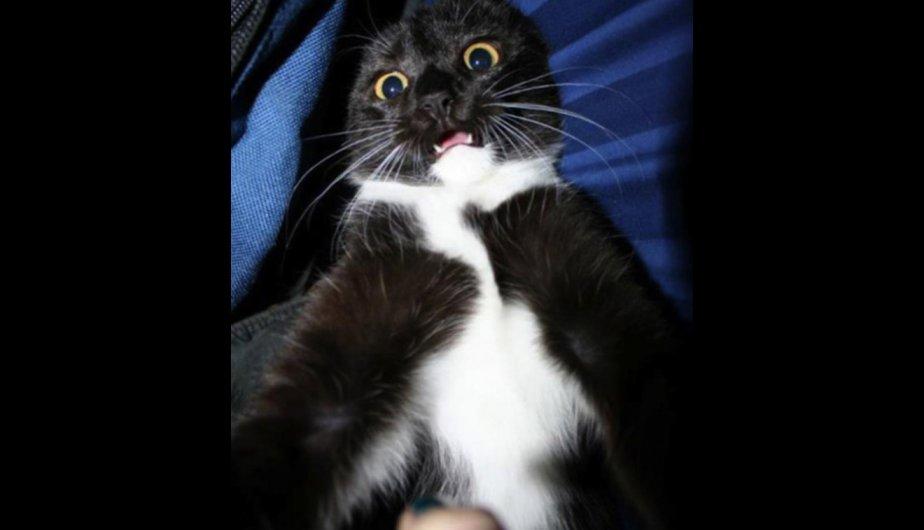 Mira los mejores «selfies» de gatos en la redes sociales – eju.tv