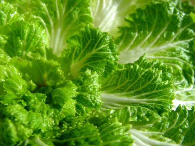 Nutrientes de la lechuga – eju.tv