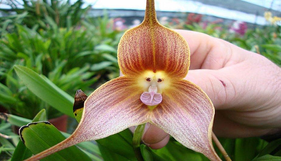 Te sorprenderás con las formas y colores de estas flores – eju.tv