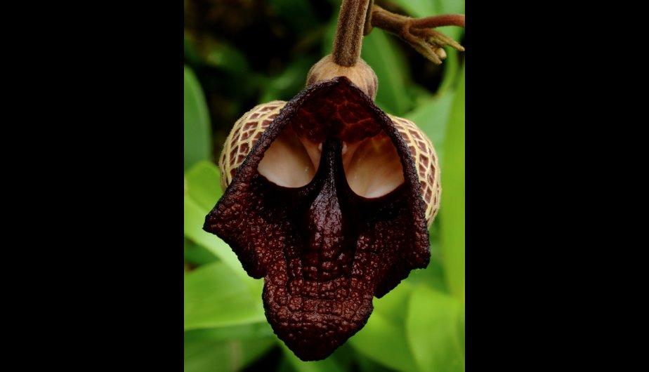 Te sorprenderás con las formas y colores de estas flores – eju.tv