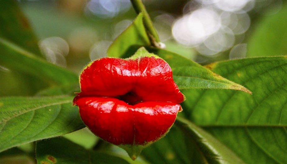 Te sorprenderás con las formas y colores de estas flores – eju.tv