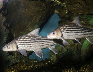 Descubren el secreto de la coloración del pez-cebra – eju.tv