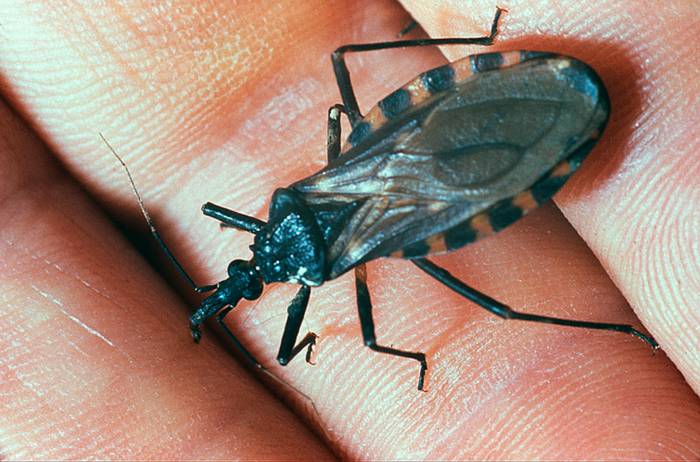 Santa Cruz tiene alrededor de 600 mil personas con Chagas – eju.tv