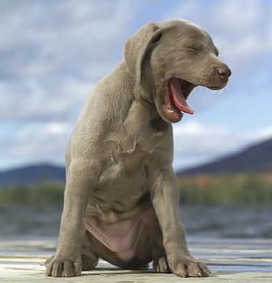 ¿Por qué bostezan los perros? – eju.tv