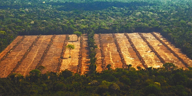 Bolivia está entre los diez países que más deforesta – eju.tv