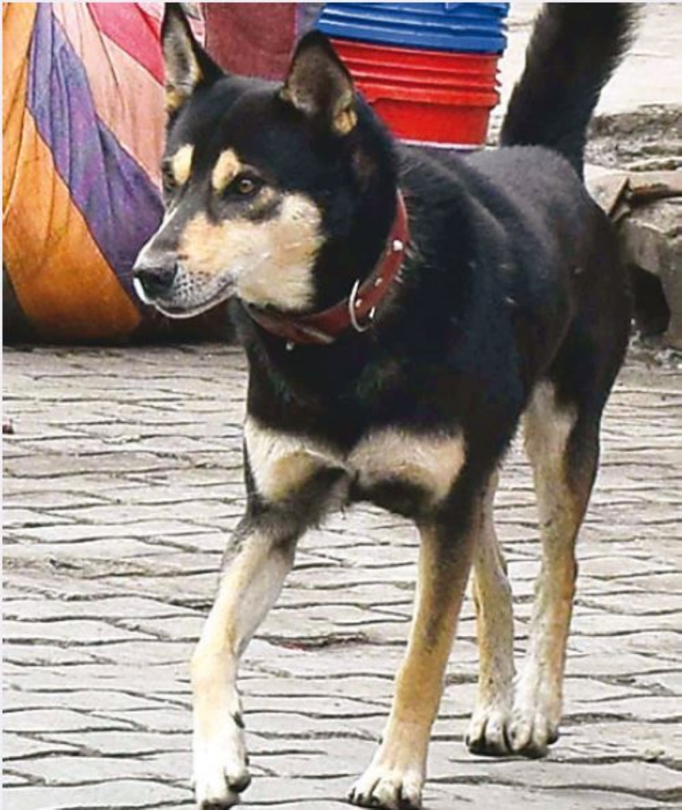 En Bolivia hay tres millones de canes y epizootia por rabia – eju.tv