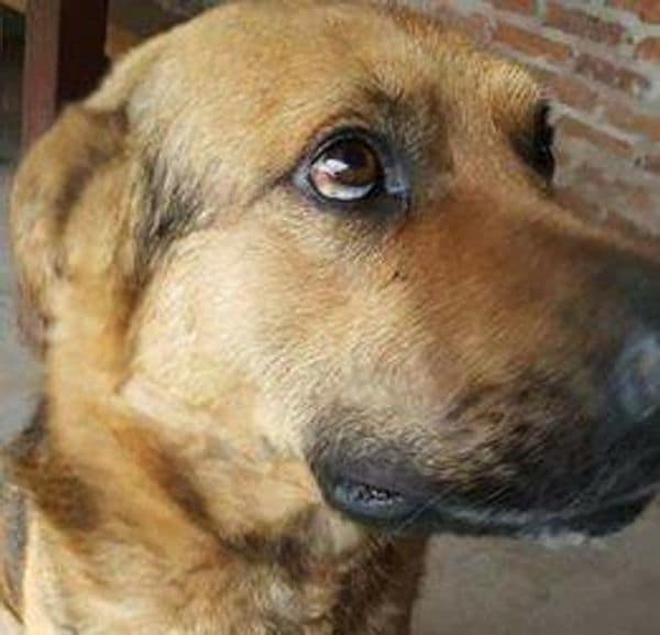 Viral: el historia detrás del conmovedor video del reencuentro de Rocco ...