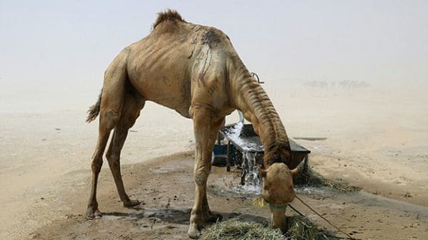 Centenares de camellos muertos: la cara más dramática de la crisis de ...