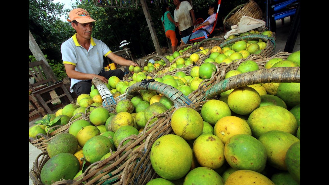 Productores de Porongo inician cosecha de cítricos y piden ampliación ...