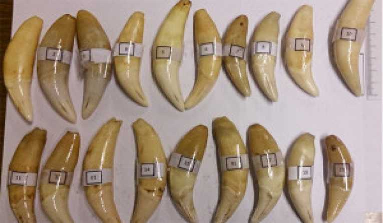 Juez ratifica prisión para dos traficantes de colmillos – eju.tv