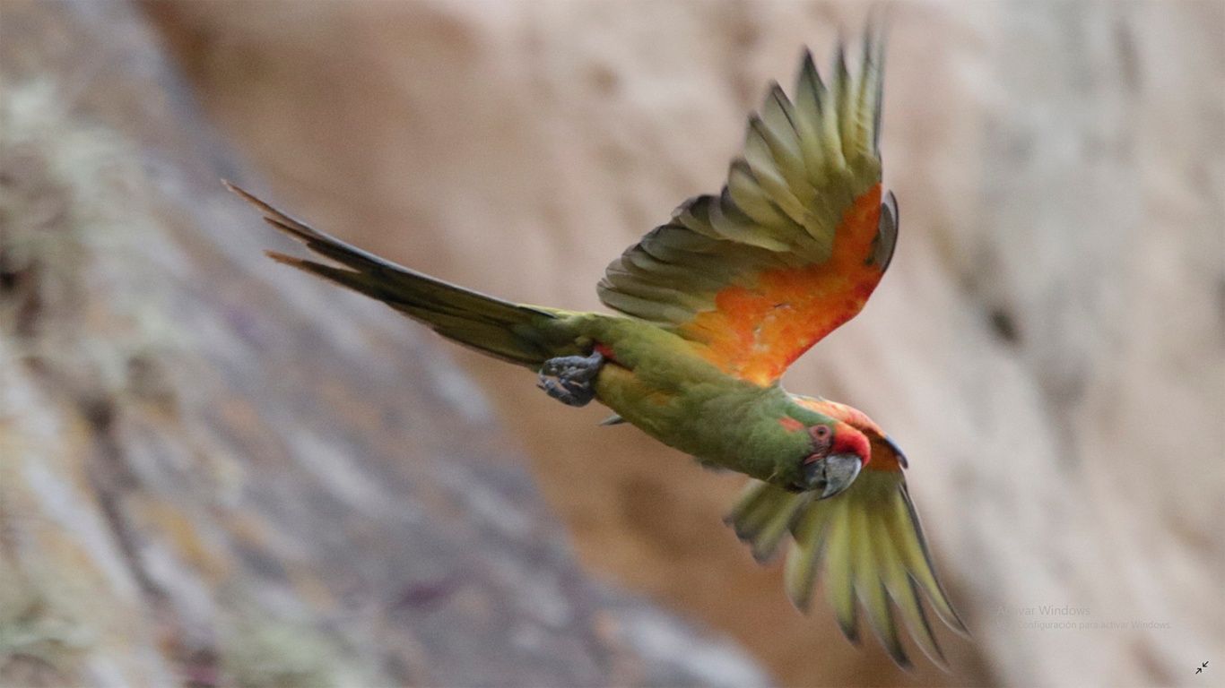 Foro: Especialistas analizan acciones para preservar a la paraba frente ...