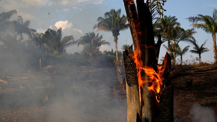 The New York Times: A medida que la Amazonía arde, los incendios ...