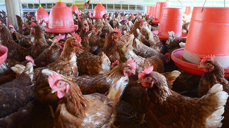 La producción de pollo en Bolivia se reduce en 14% y se nivela el ...